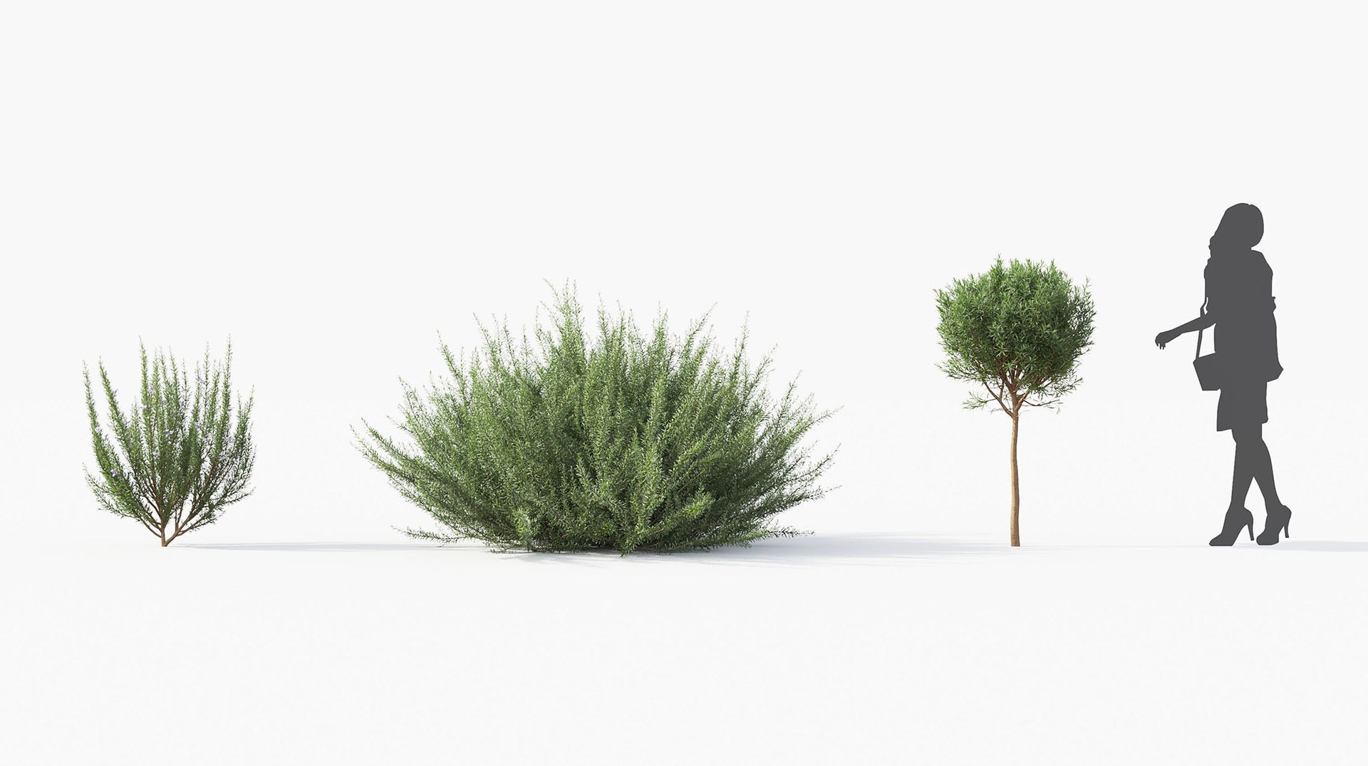 3D model mediterranean plants includes growfx - TurboSquid 1650755