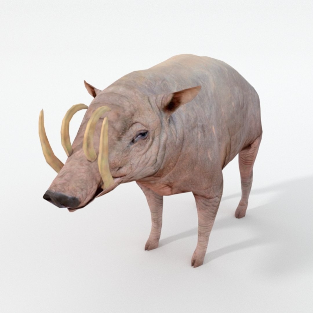 3D Babirusa Model - TurboSquid 1400194