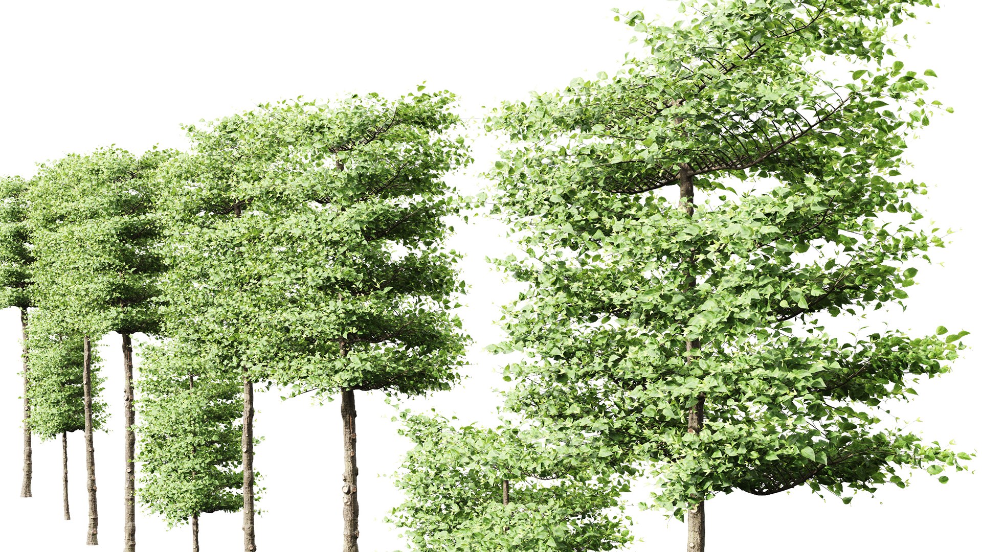 New Tree High Detail Carpinus Betulus Broadleaf Pole Model - TurboSquid ...