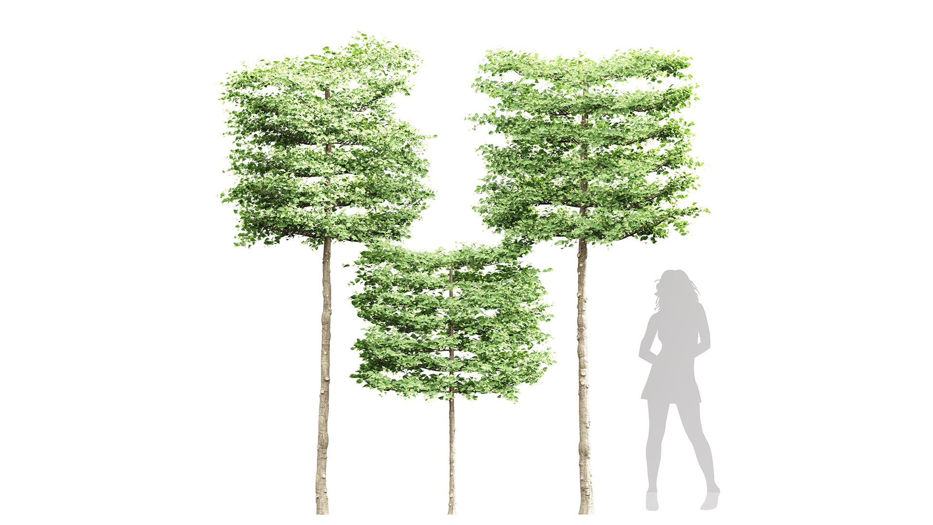New Tree High Detail Carpinus Betulus Broadleaf Pole Model - TurboSquid ...
