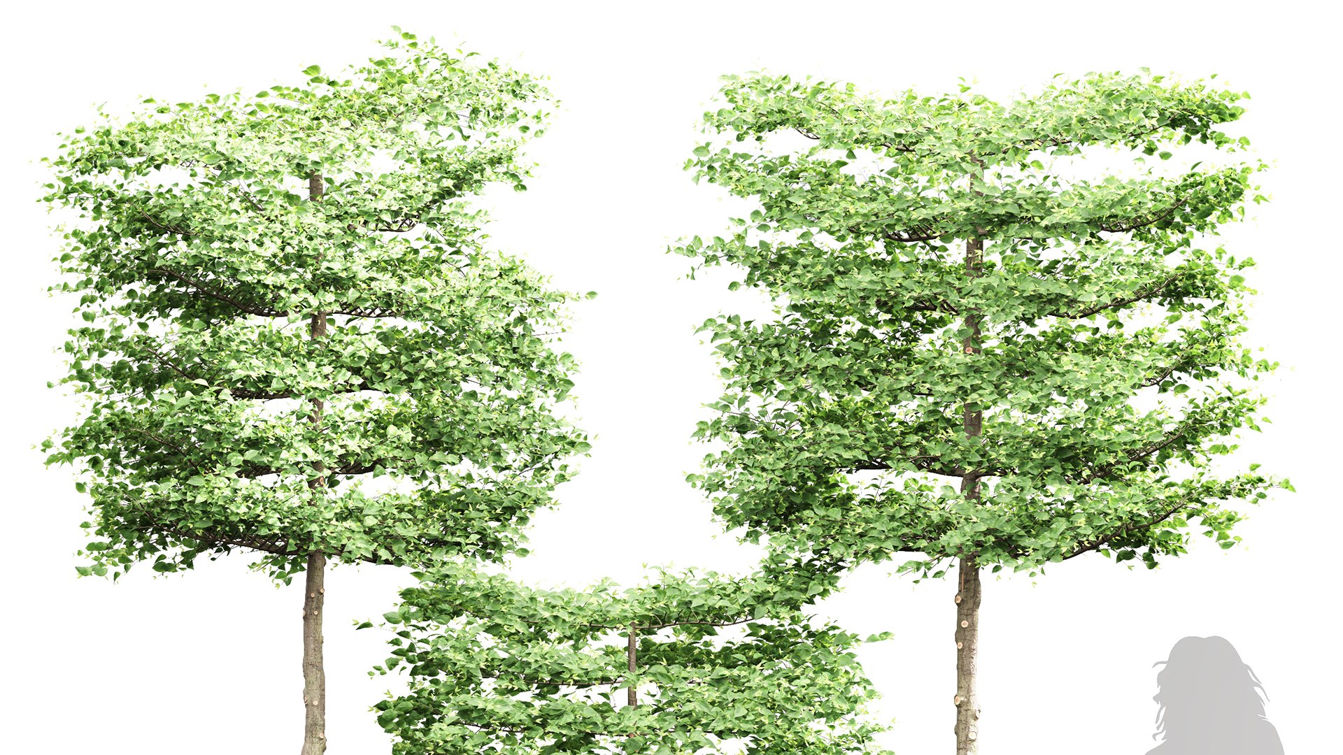 New Tree High Detail Carpinus Betulus Broadleaf Pole Model - TurboSquid ...