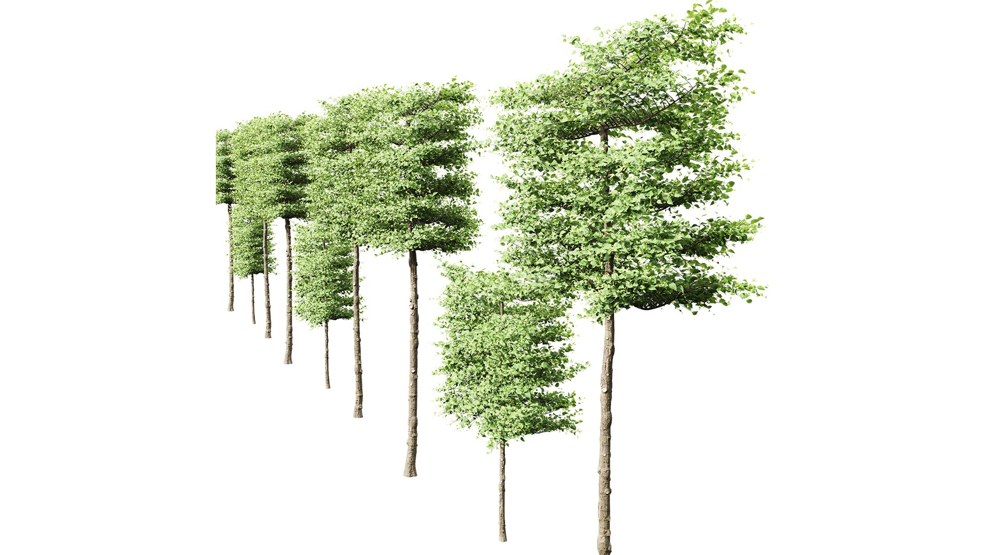 New Tree High Detail Carpinus Betulus Broadleaf Pole Model - TurboSquid ...