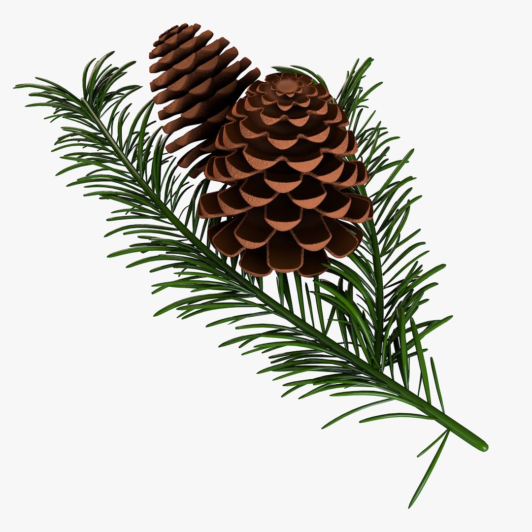 3D pine cone model - TurboSquid 1978703