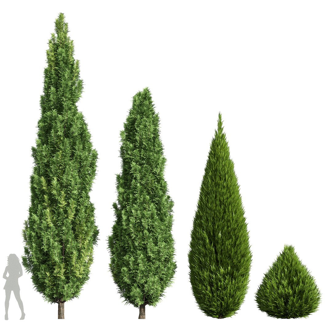 Cypress 2 Model - TurboSquid 2144455