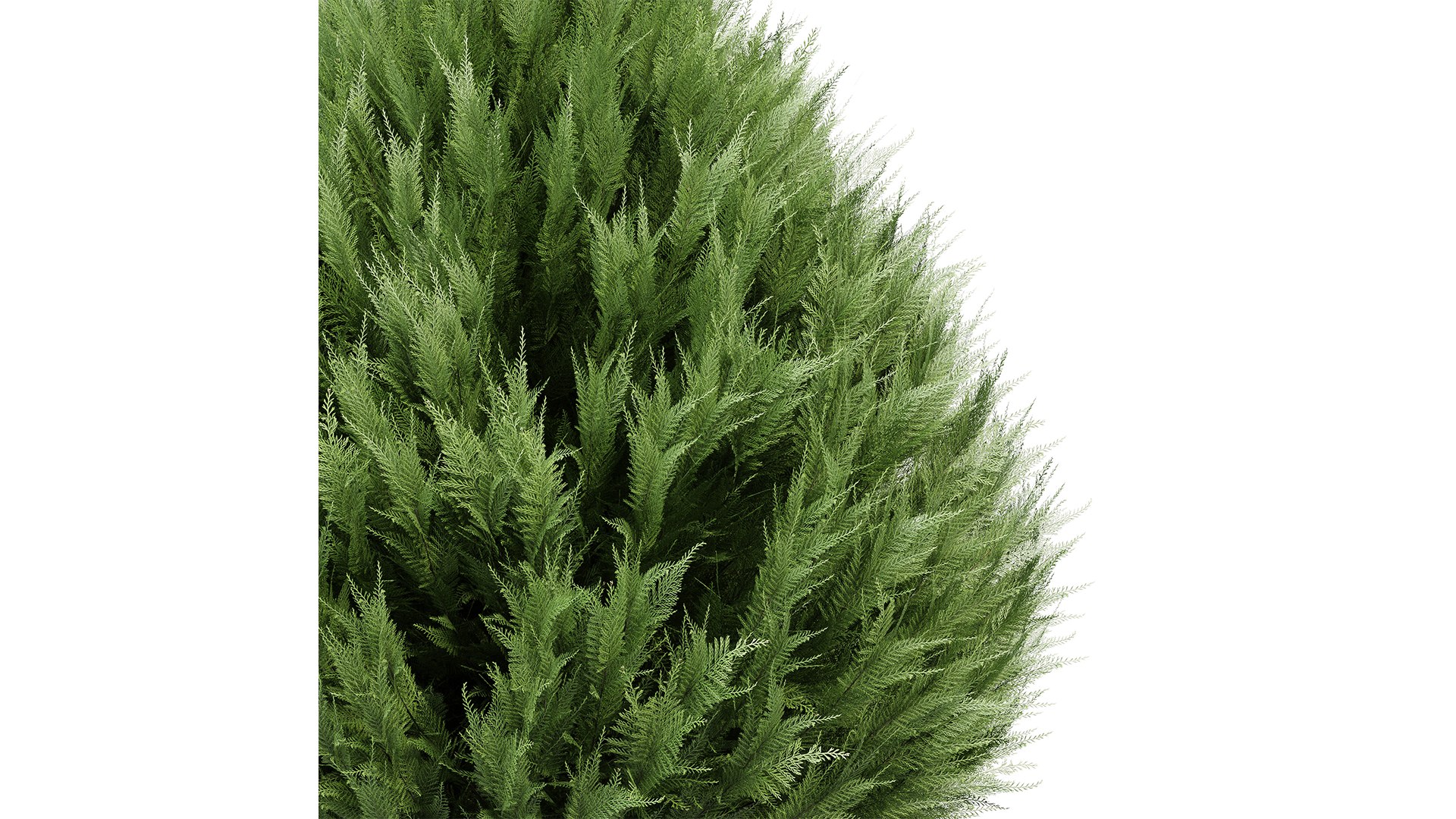 Cypress 2 model - TurboSquid 2144455