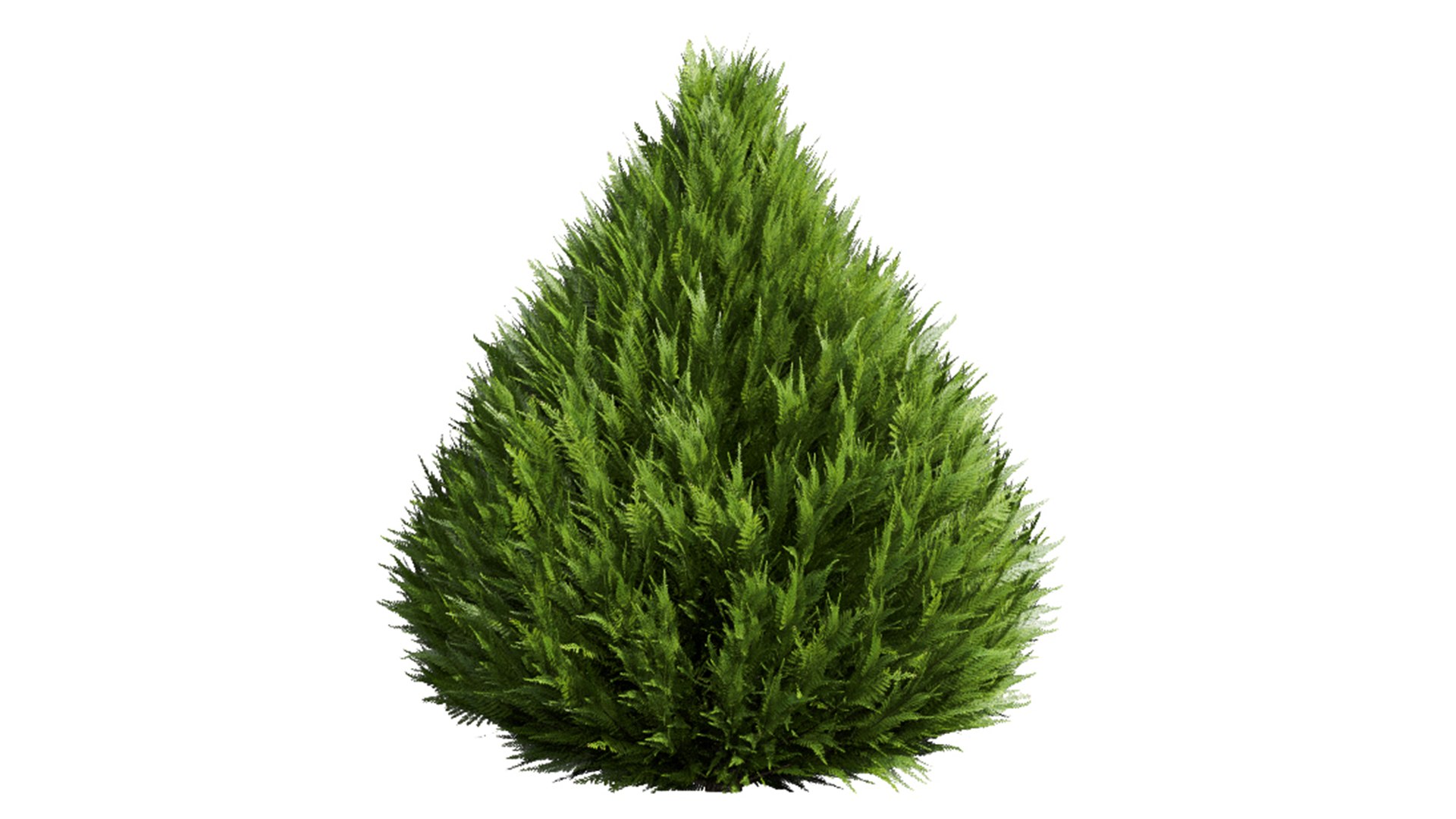Cypress 2 model - TurboSquid 2144455