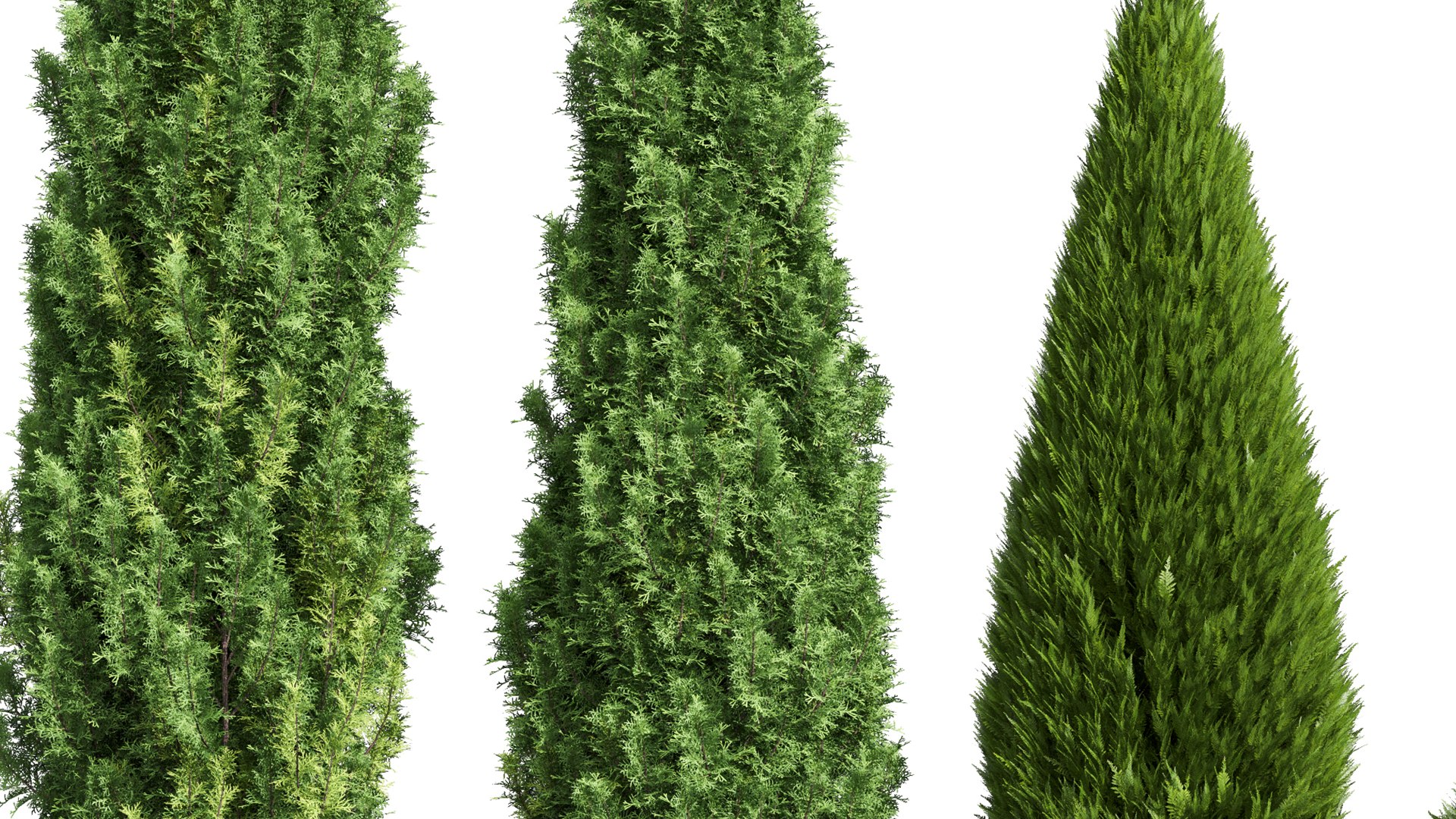 Cypress 2 Model - TurboSquid 2144455