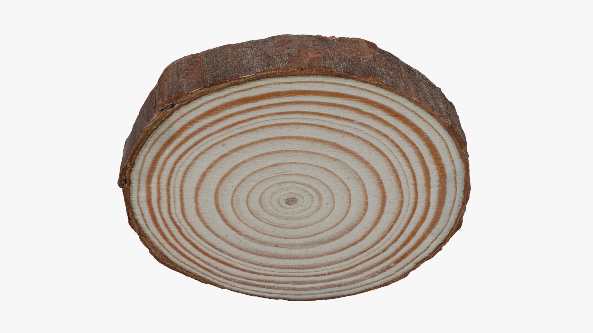 3D Wood Log Slice 02 - TurboSquid 2147987