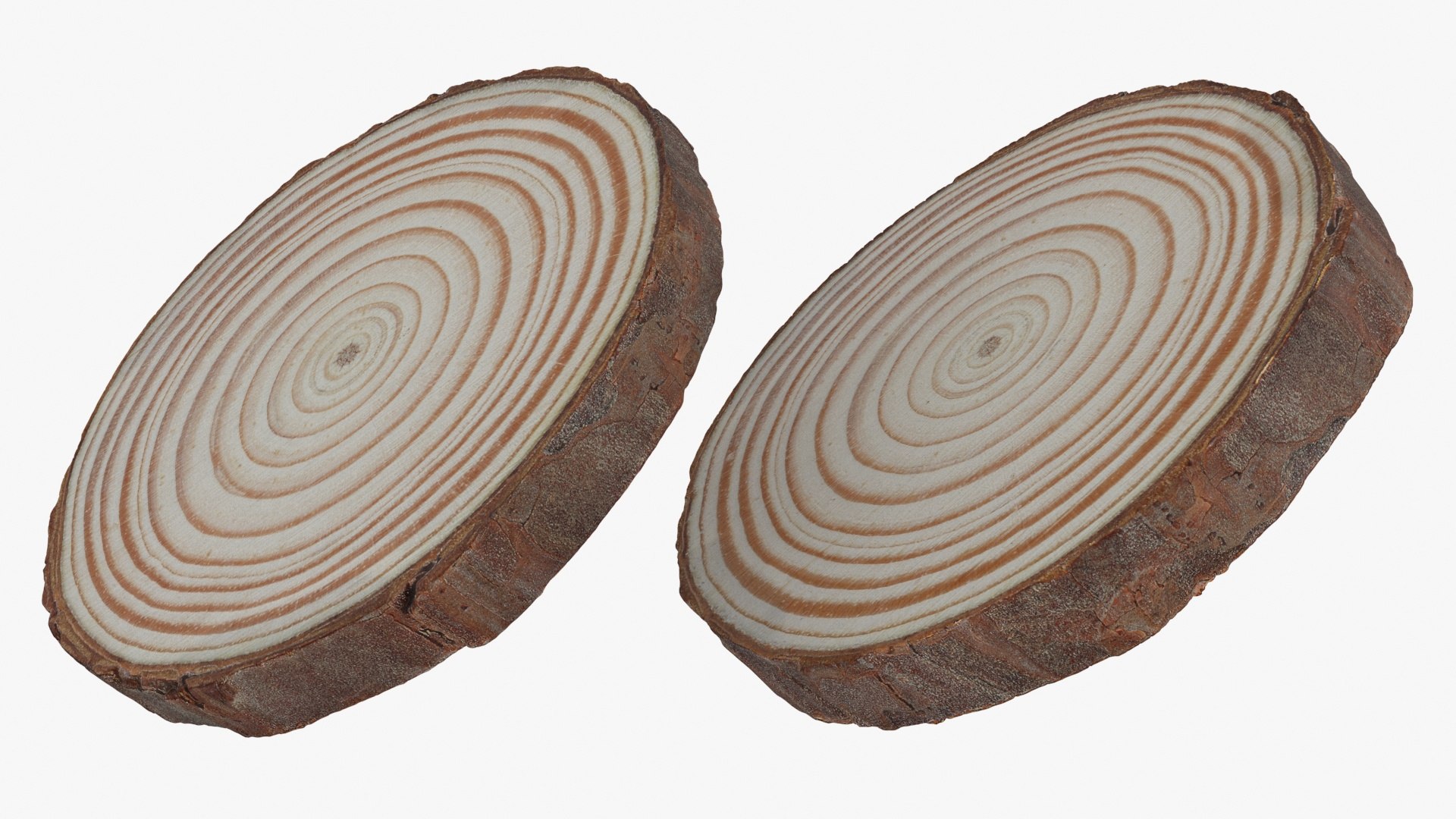 3D Wood Log Slice 02 - TurboSquid 2147987