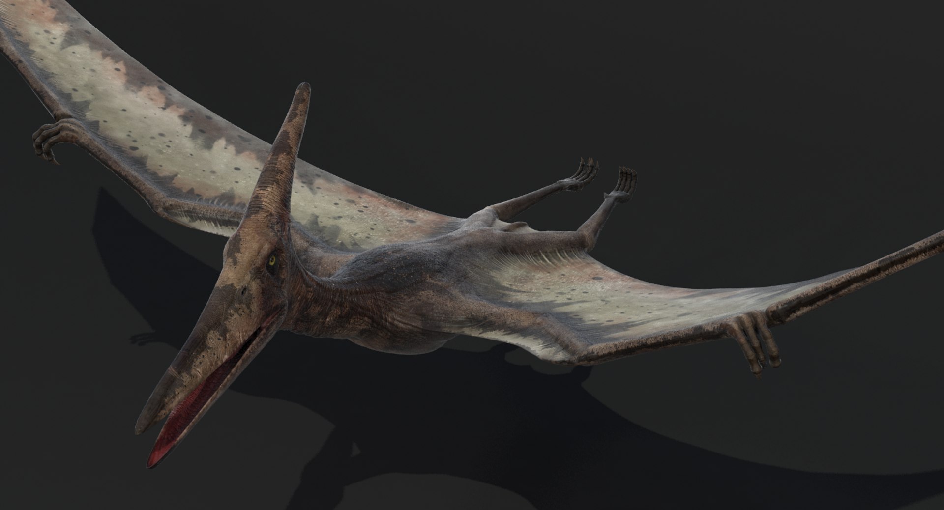 Pteranodon rigging animation 3D model - TurboSquid 1209960