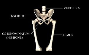 Animated 3D U Joint Models For Download | TurboSquid