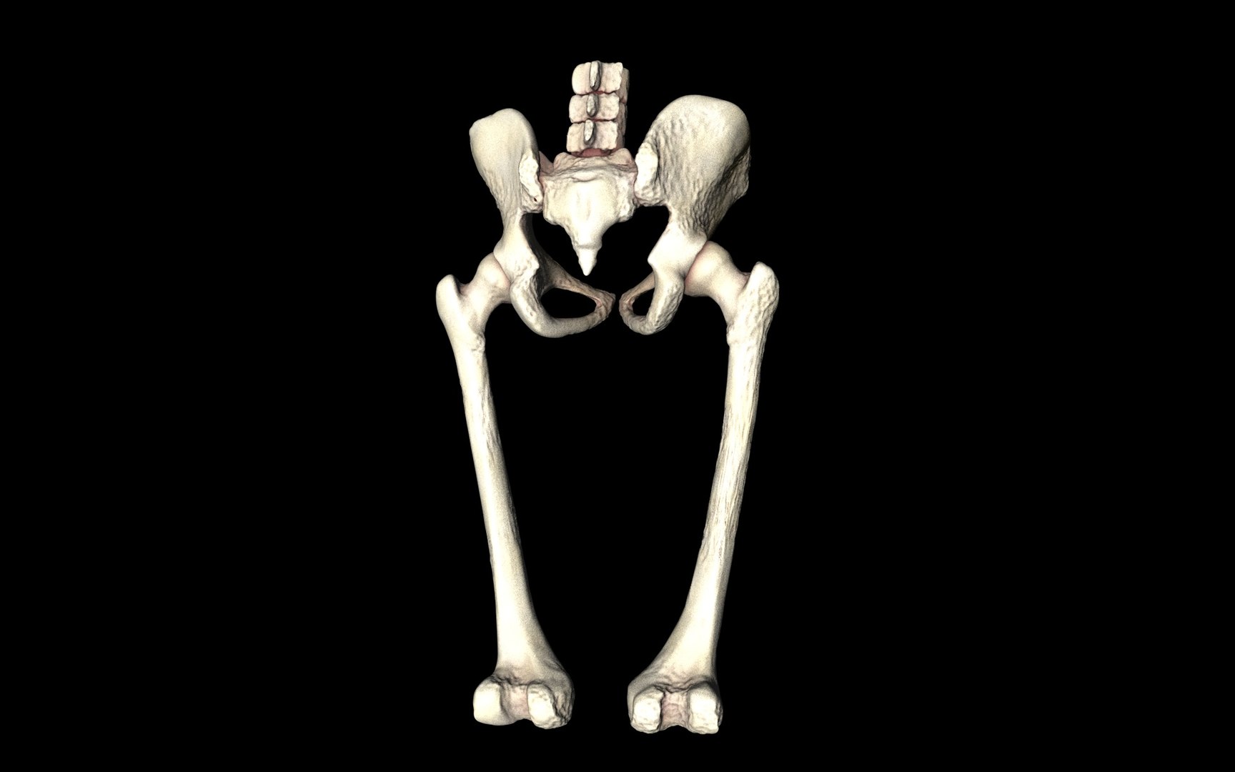 3d model medically accurate hip joint