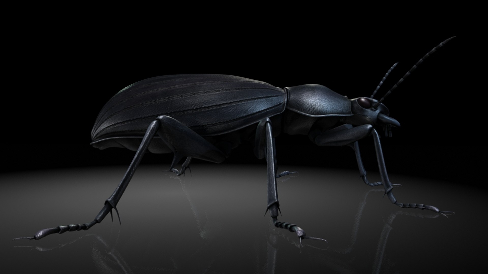 Smelly Beetle Insects 3D Model - TurboSquid 1313866