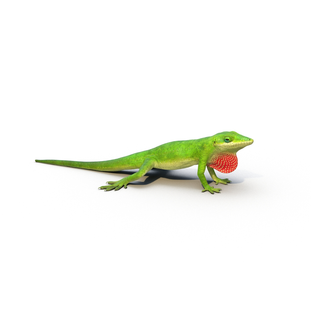 Lizards rigged 2 3D model - TurboSquid 1514886