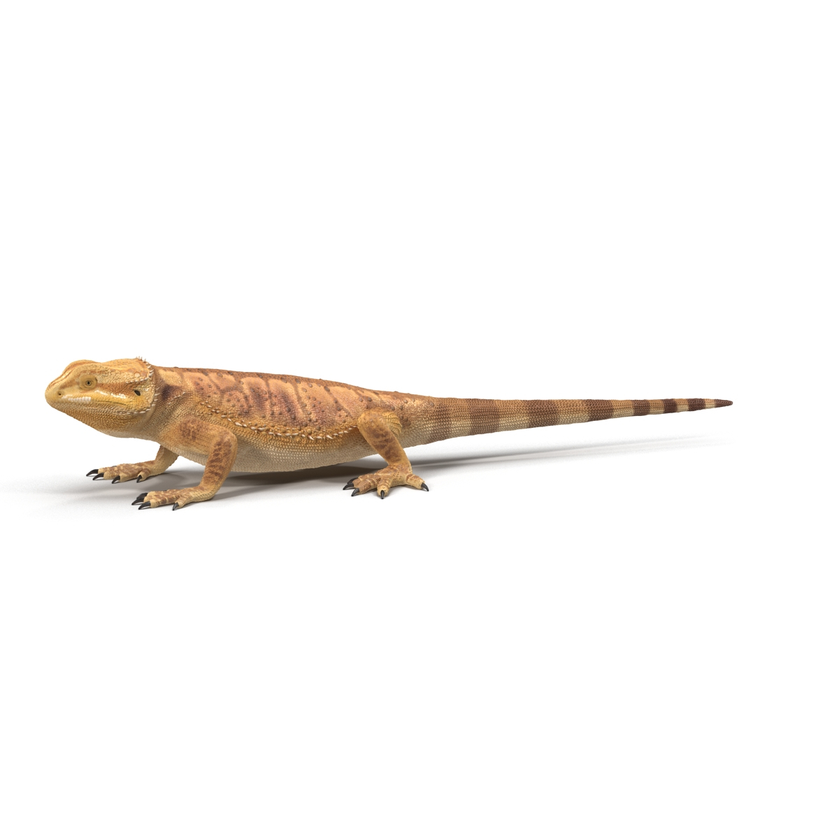 modelo 3d Colección Lizards Rigged 2 para Maya - TurboSquid 1514886