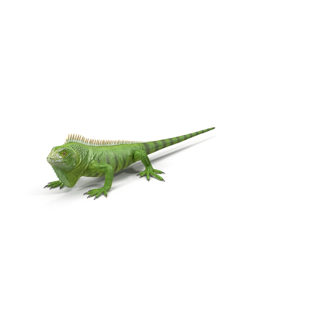 Lizards rigged 2 3D model - TurboSquid 1514886