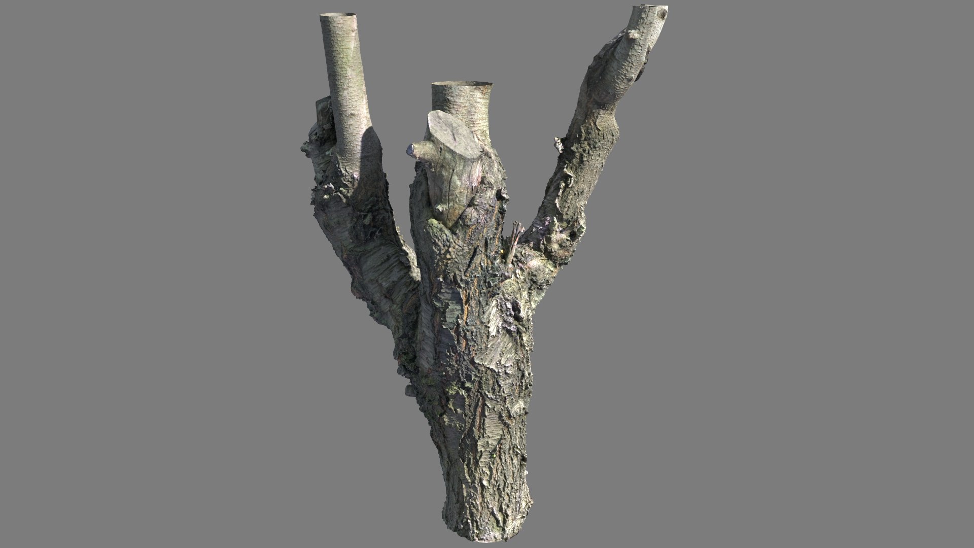3D Scanned Tree Trunk 06 Model - TurboSquid 2115370