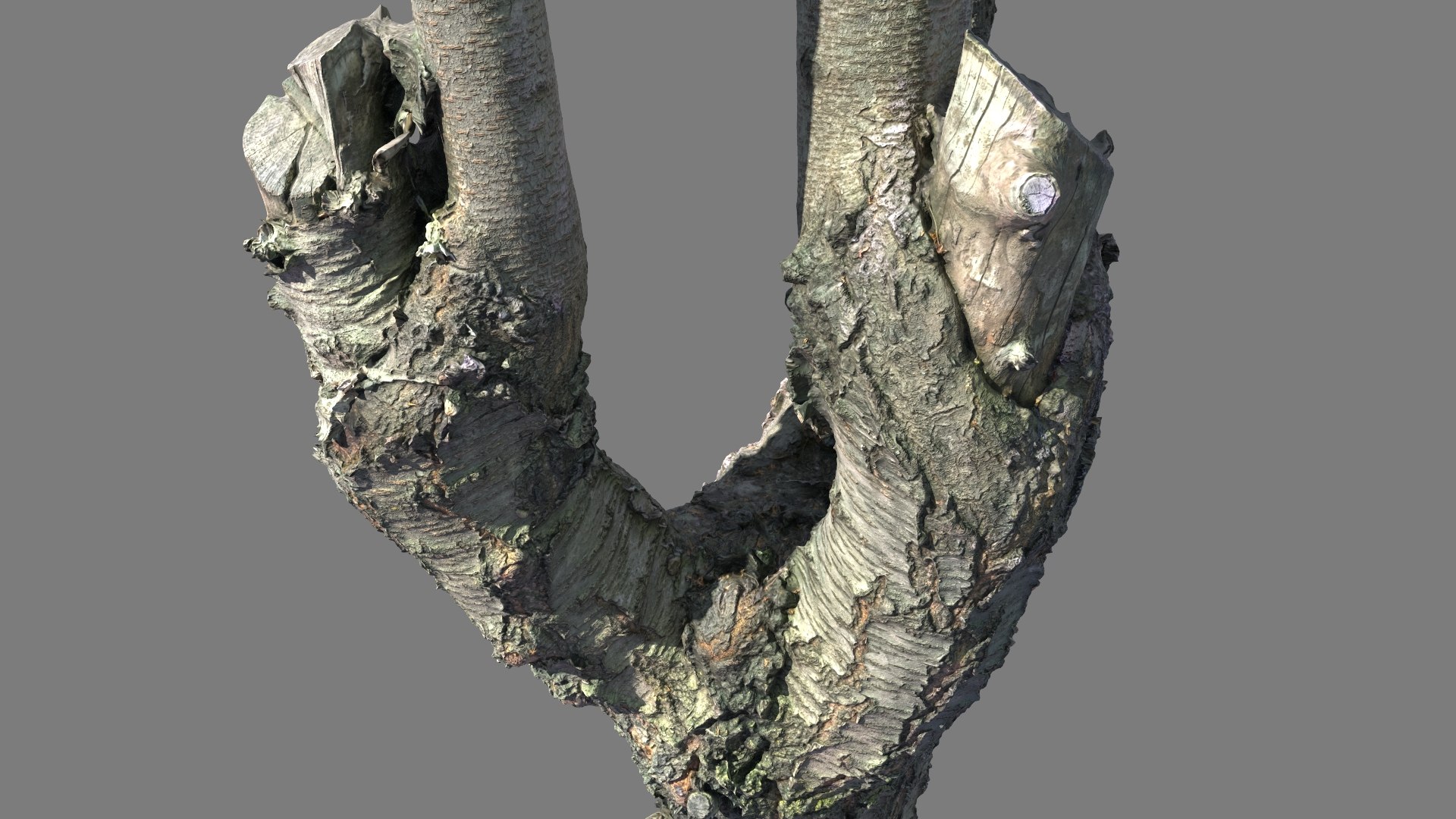 3D Scanned Tree Trunk 06 Model - TurboSquid 2115370