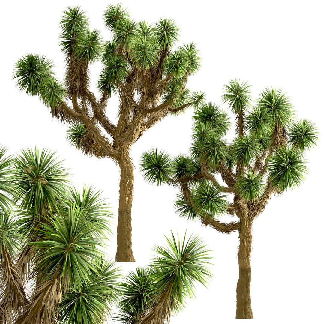 Set Of Joshua Or Yucca Brevifolia Trees - 3 Trees 3D Model - TurboSquid ...