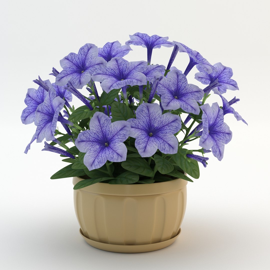 Max Petunia Purple
