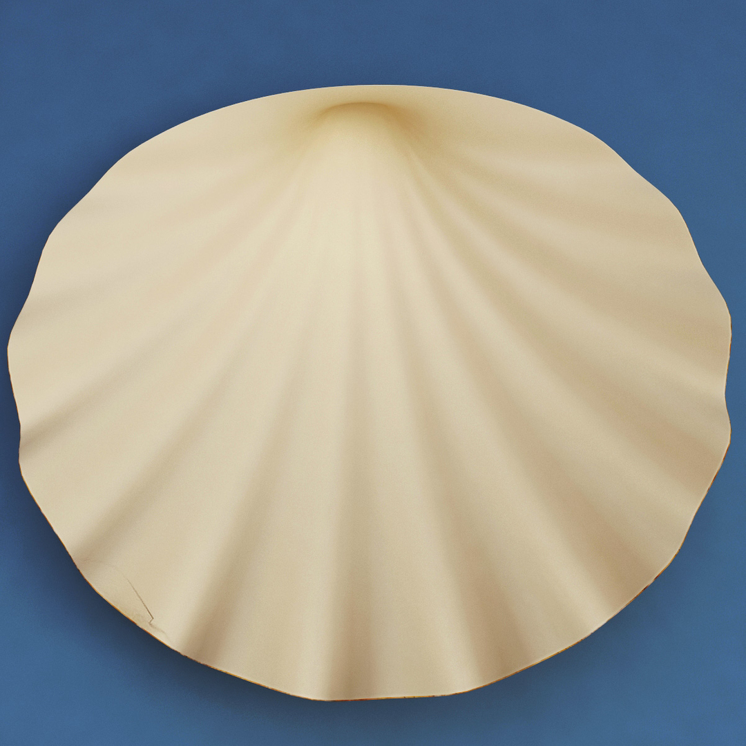 clam seashell 3d model