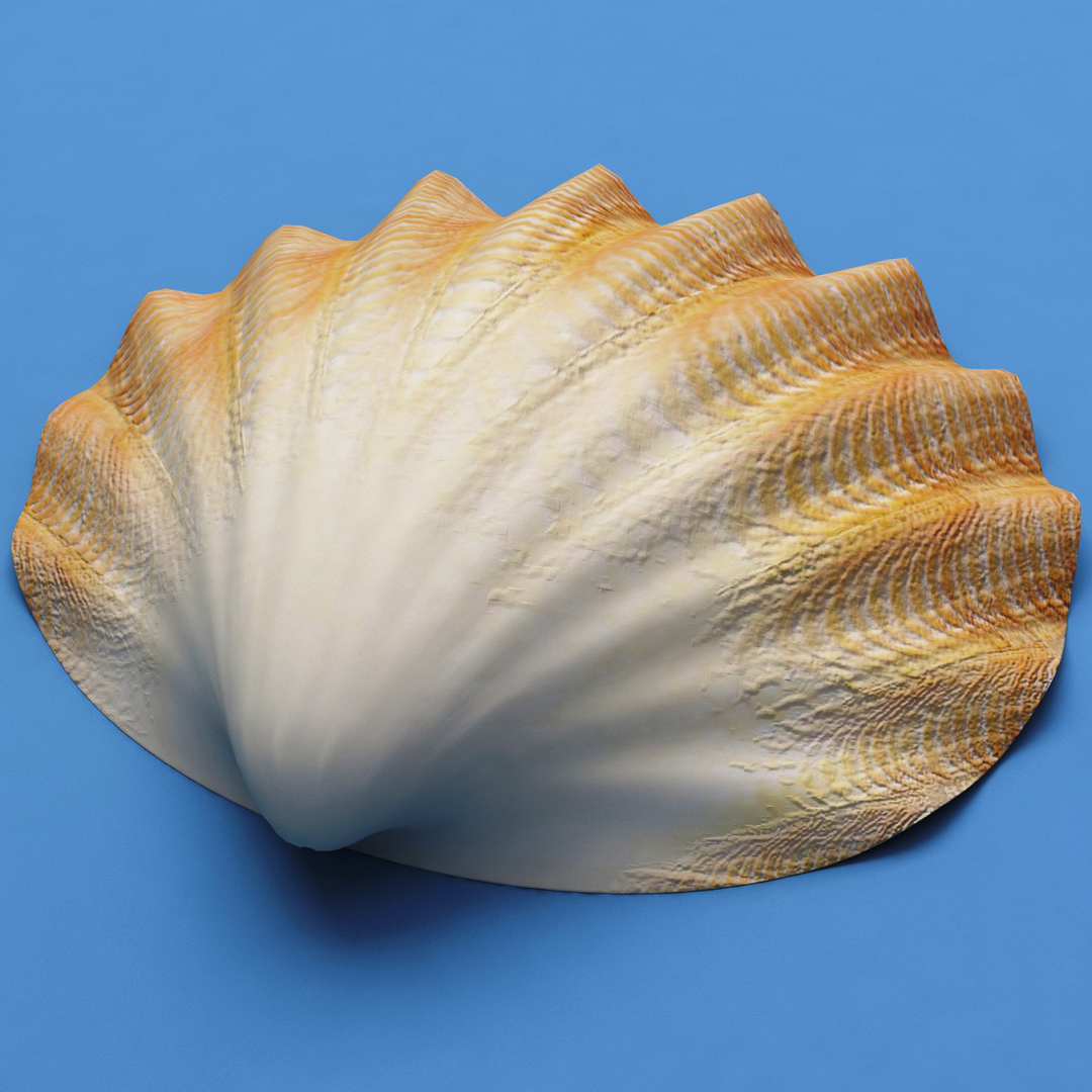 clam seashell 3d model