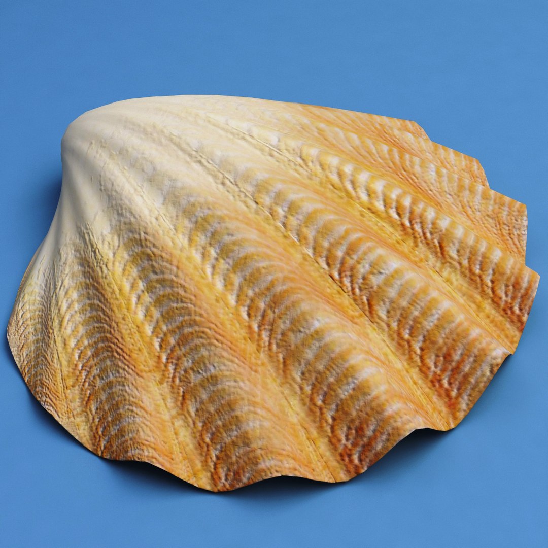 Clam Seashell 3d Model