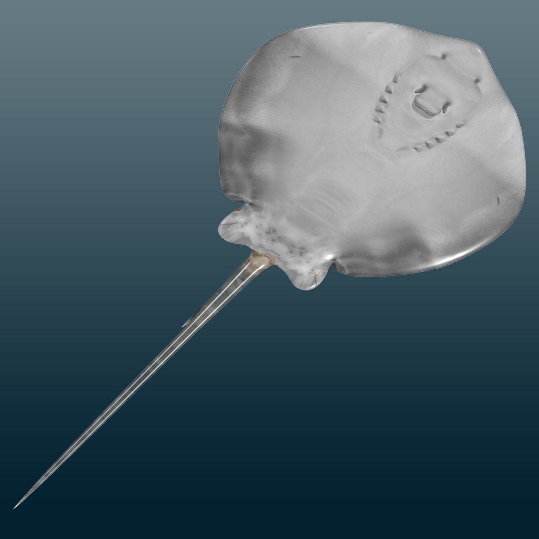 Stingray Fish Rig 3D Model - TurboSquid 2287041