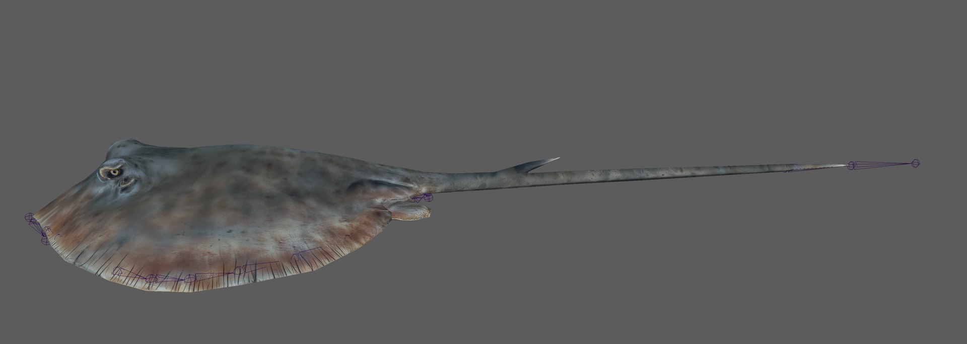 Stingray Fish Rig 3D Model - TurboSquid 2287041