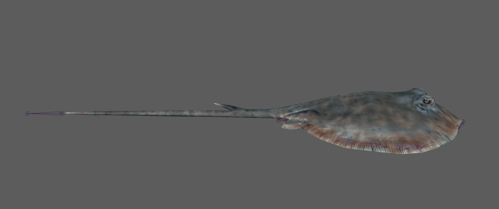 Stingray Fish Rig 3D Model - TurboSquid 2287041