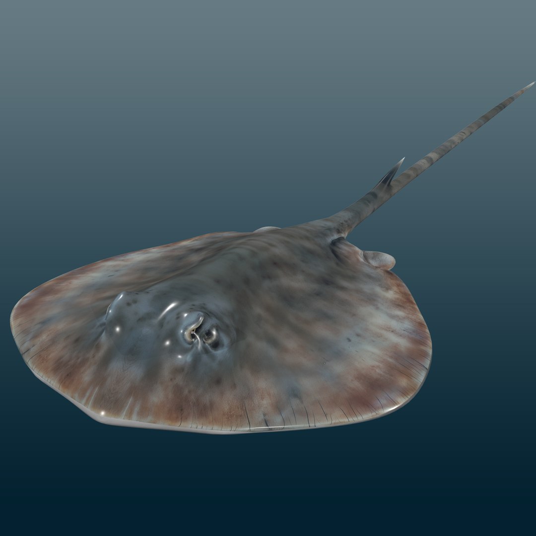 Stingray Fish Rig 3D Model - TurboSquid 2287041
