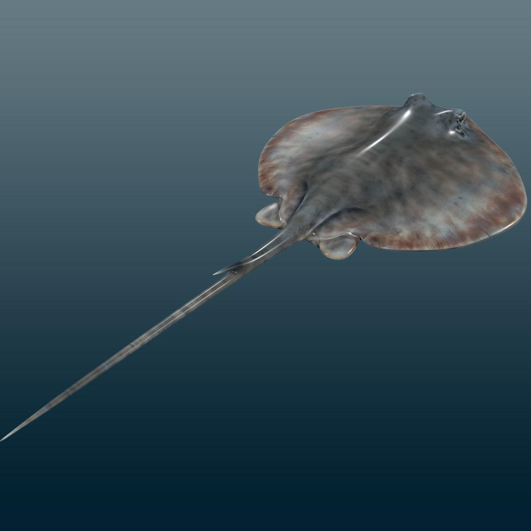 Stingray Fish Rig 3D Model - TurboSquid 2287041