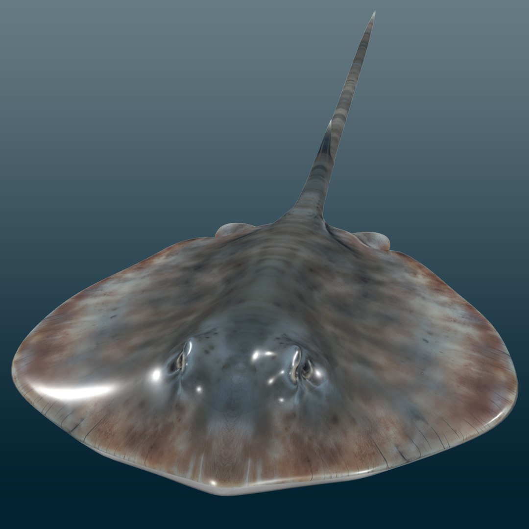 Stingray Fish Rig 3D Model - TurboSquid 2287041