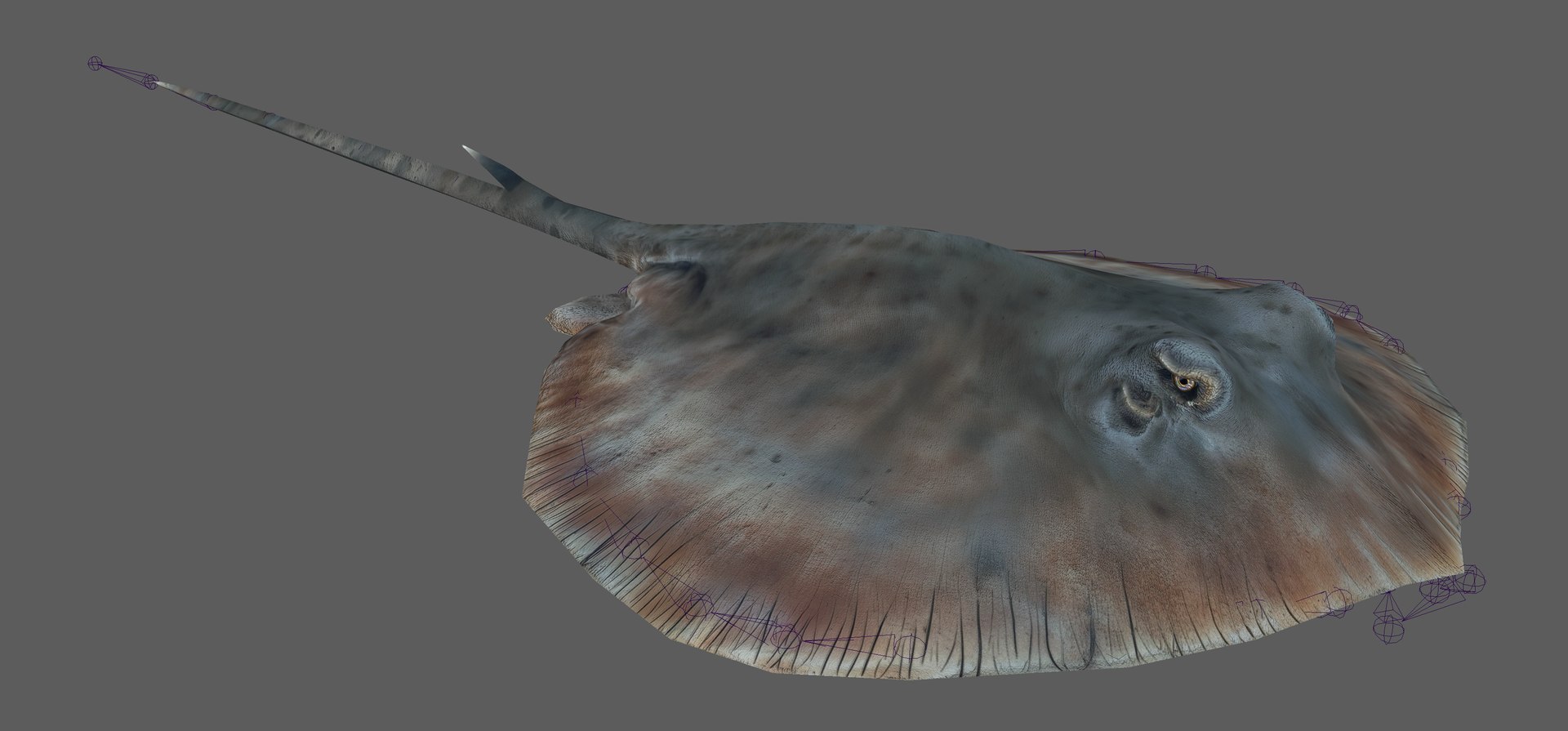 Stingray Fish Rig 3D Model - TurboSquid 2287041