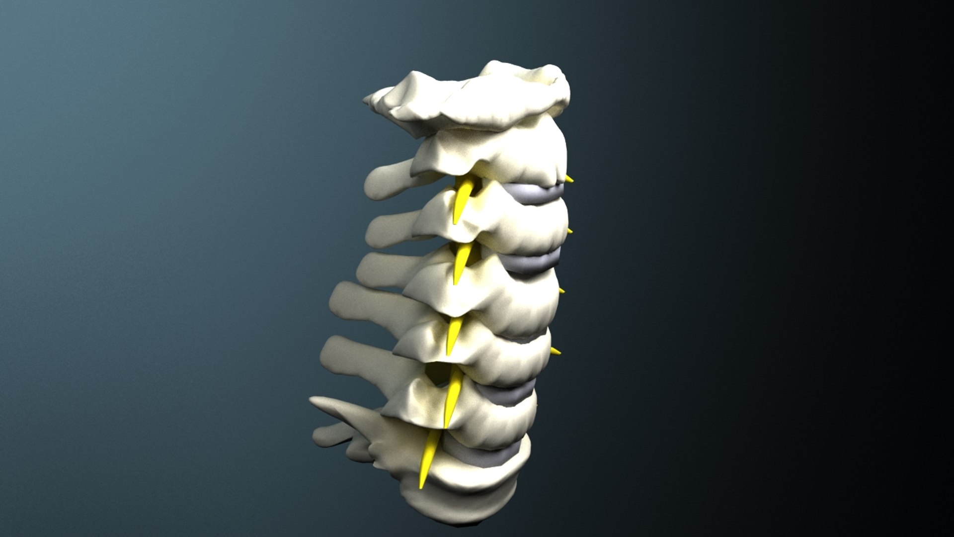 3D Cervical Spine Cord - TurboSquid 1222335