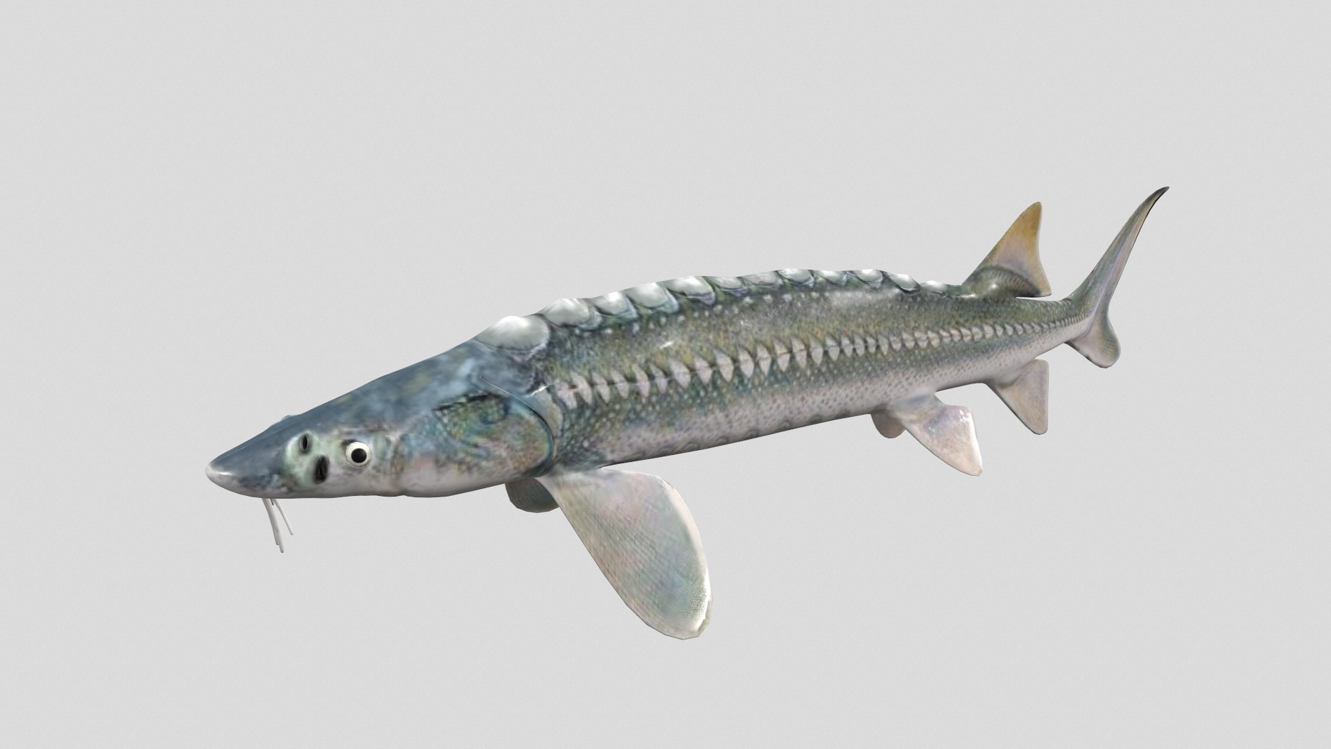 3D fish sea model - TurboSquid 1551646