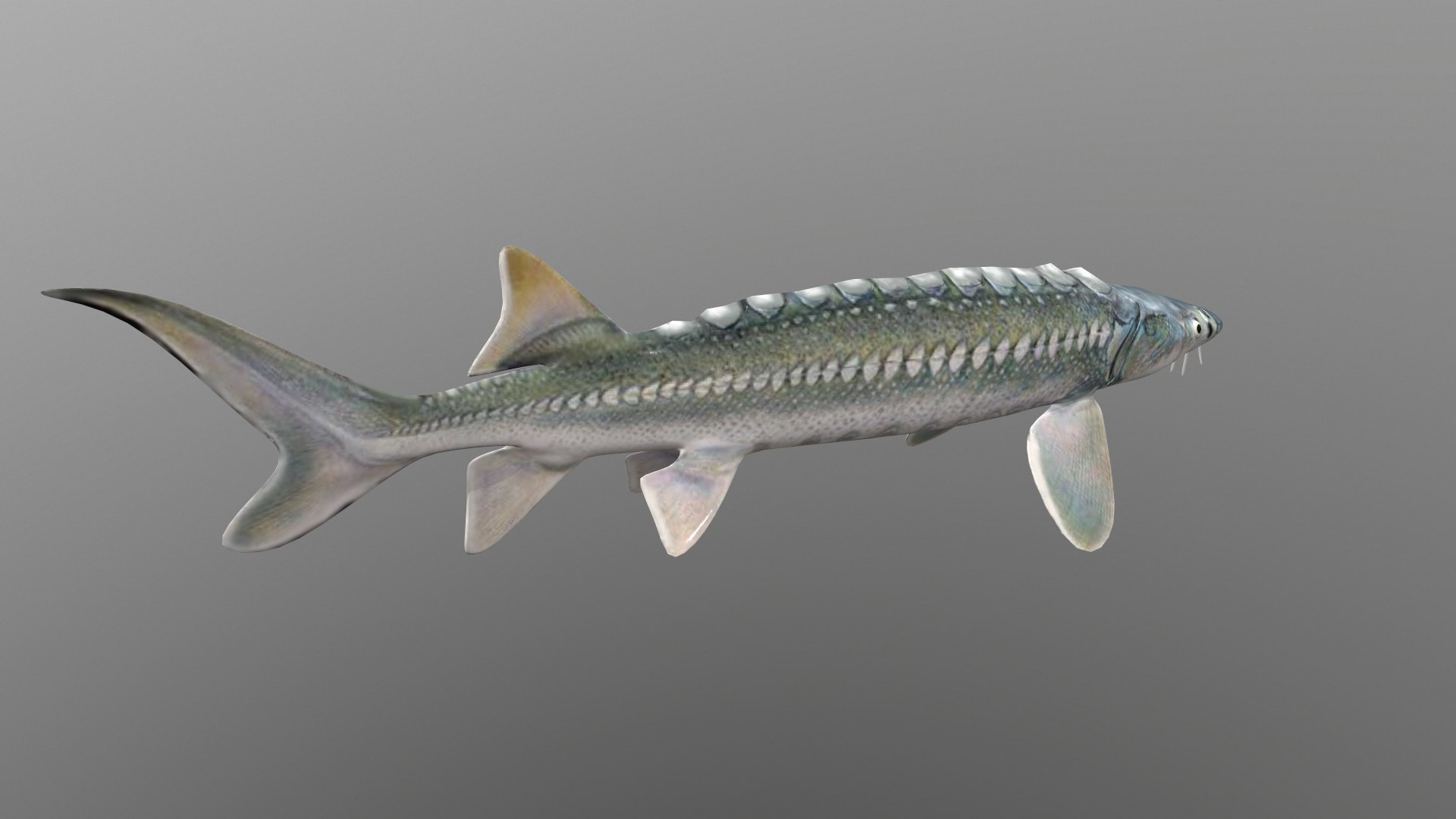 3D fish sea model - TurboSquid 1551646