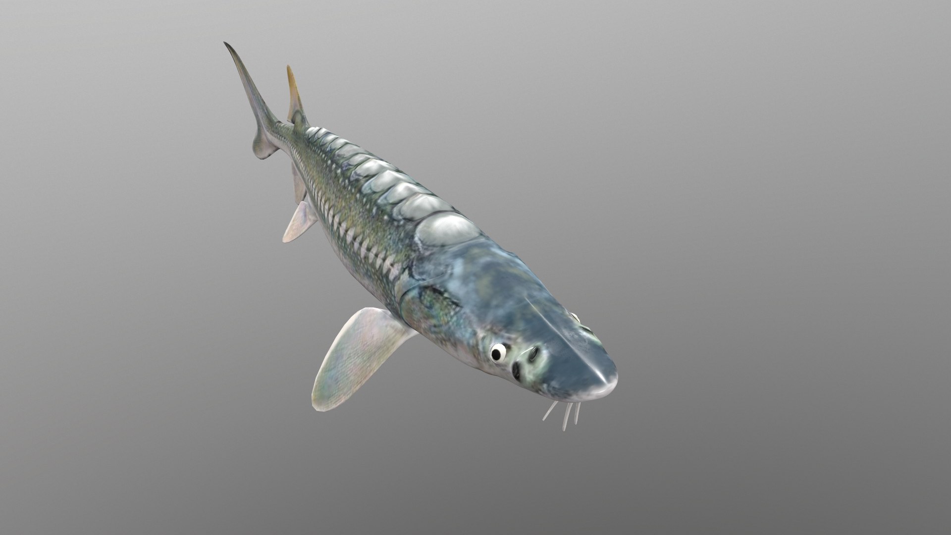 3D fish sea model - TurboSquid 1551646