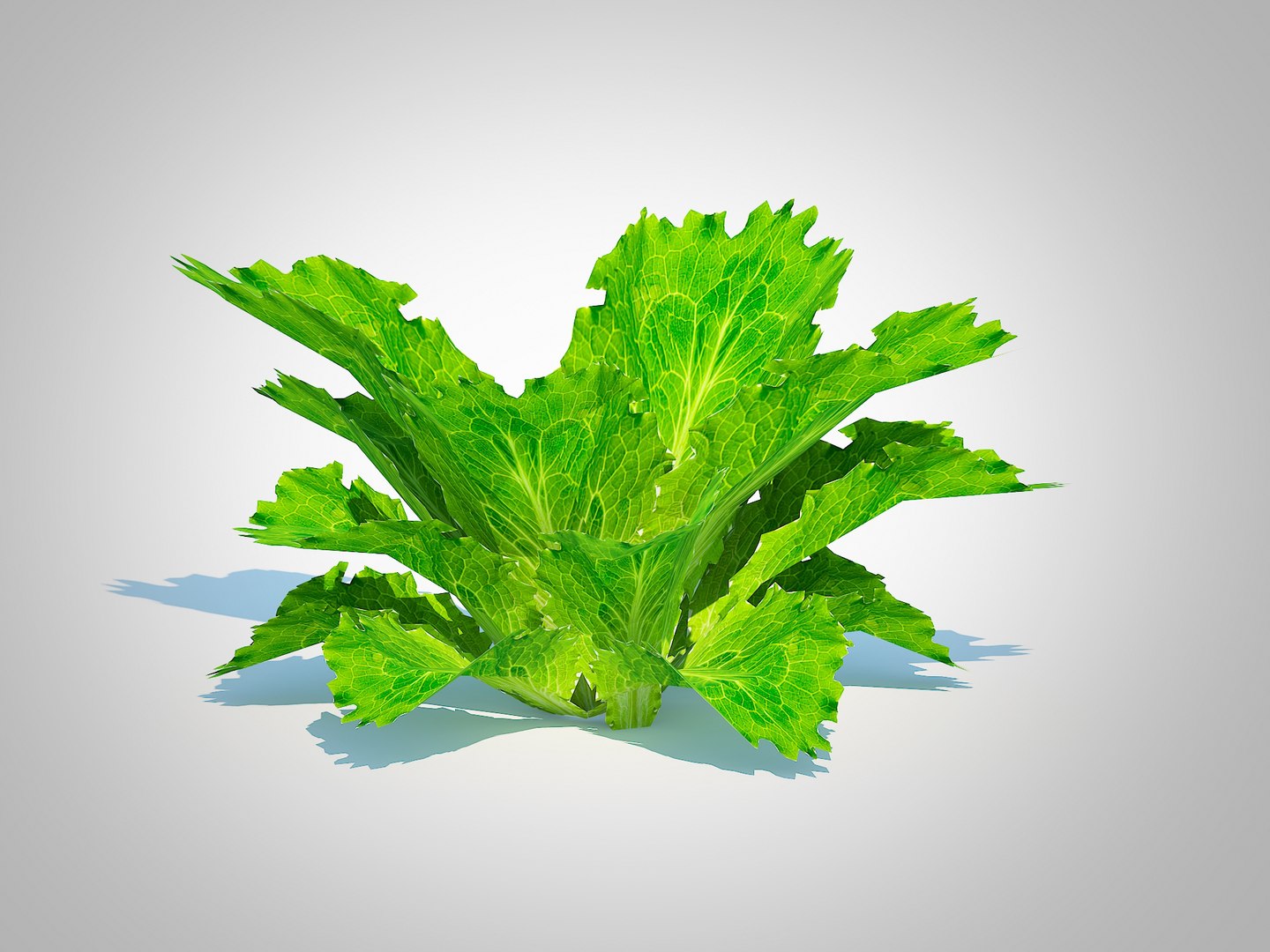 3D Lettucegreen - TurboSquid 2310858
