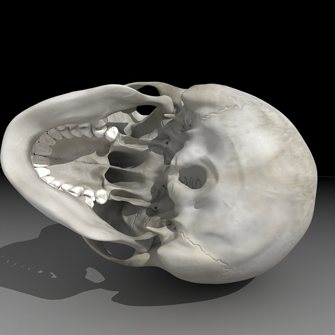 male skull 3d max