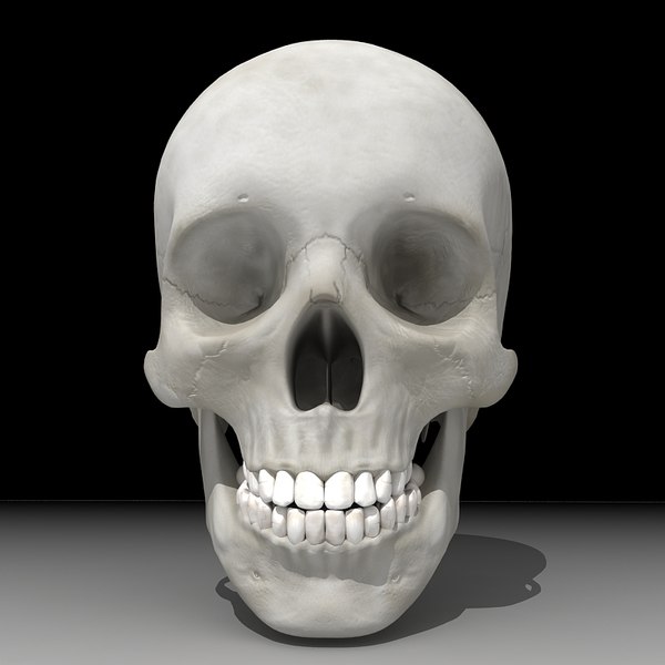 male skull 3d max