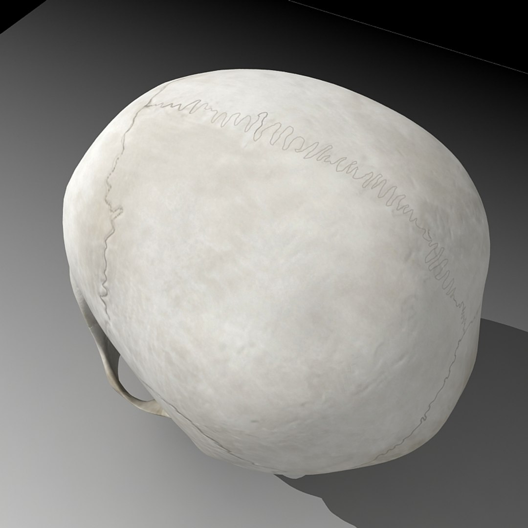 male skull 3d max