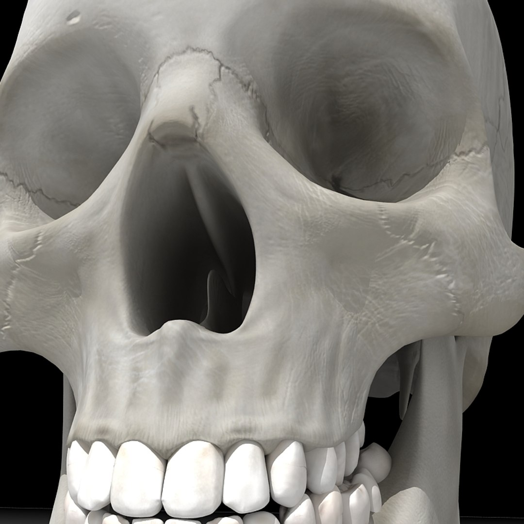 male skull 3d max