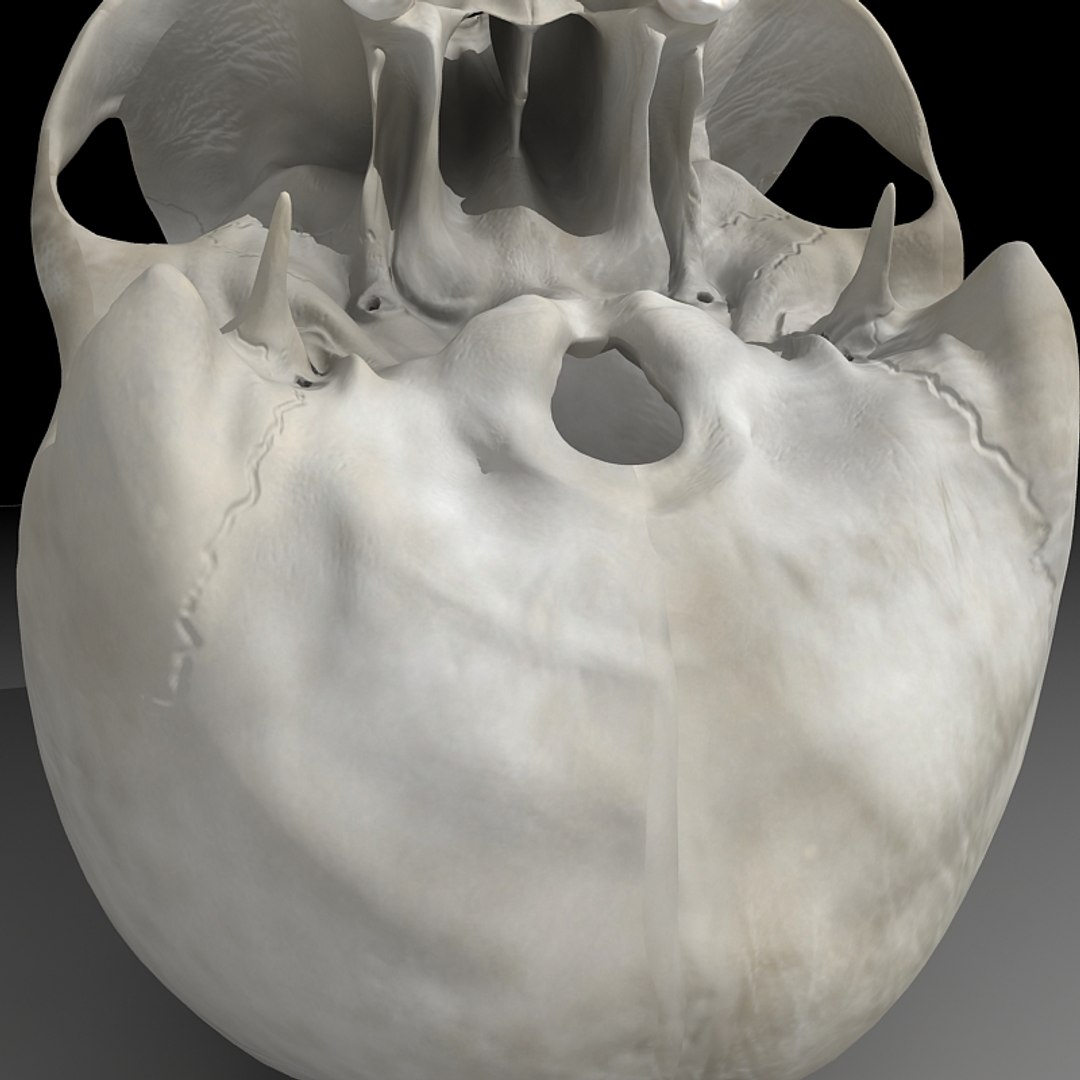 male skull 3d max