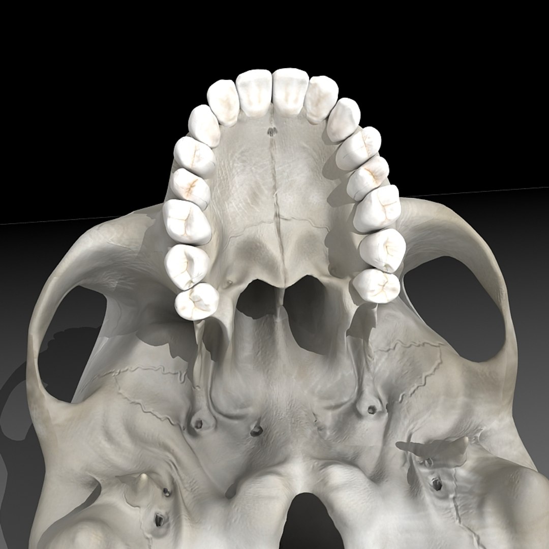 male skull 3d max