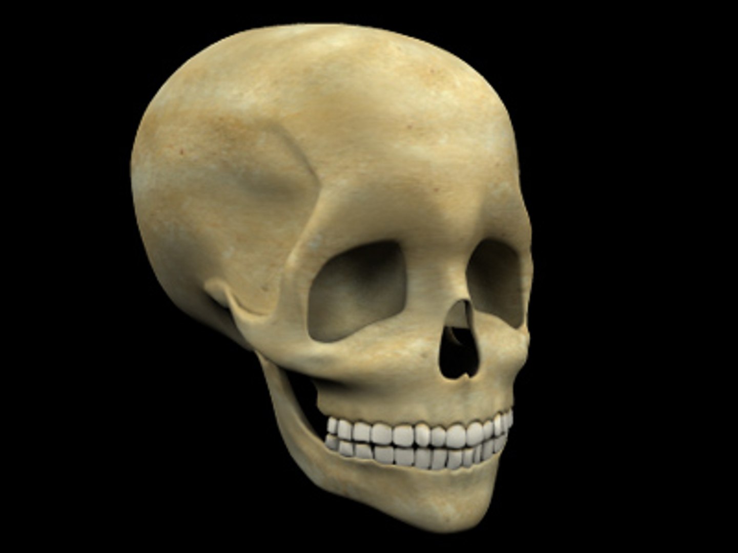 Skull - 3d Model