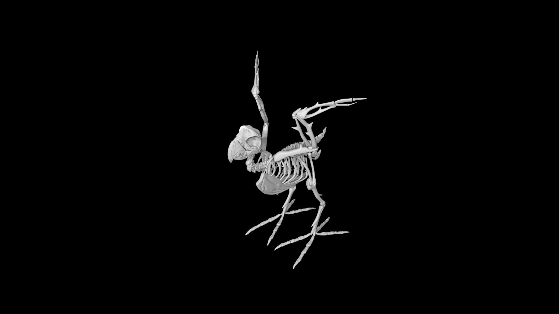 3D Parrot Skeleton - TurboSquid 1886926