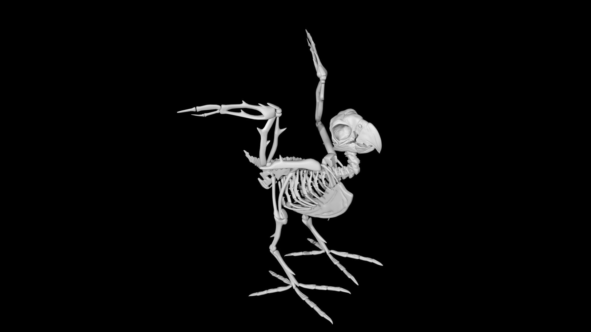 3D Parrot Skeleton - TurboSquid 1886926