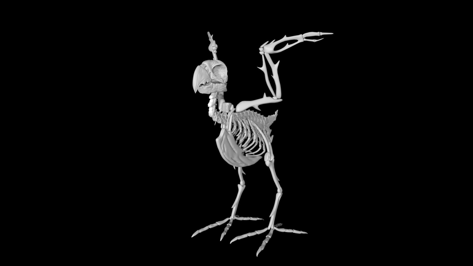 3D Parrot Skeleton - TurboSquid 1886926
