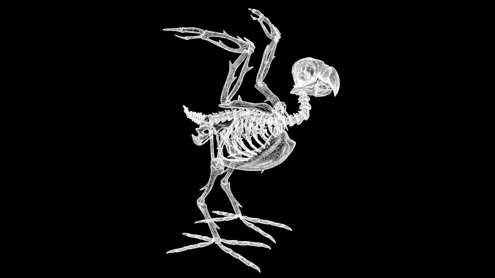 3D Parrot Skeleton - TurboSquid 1886926